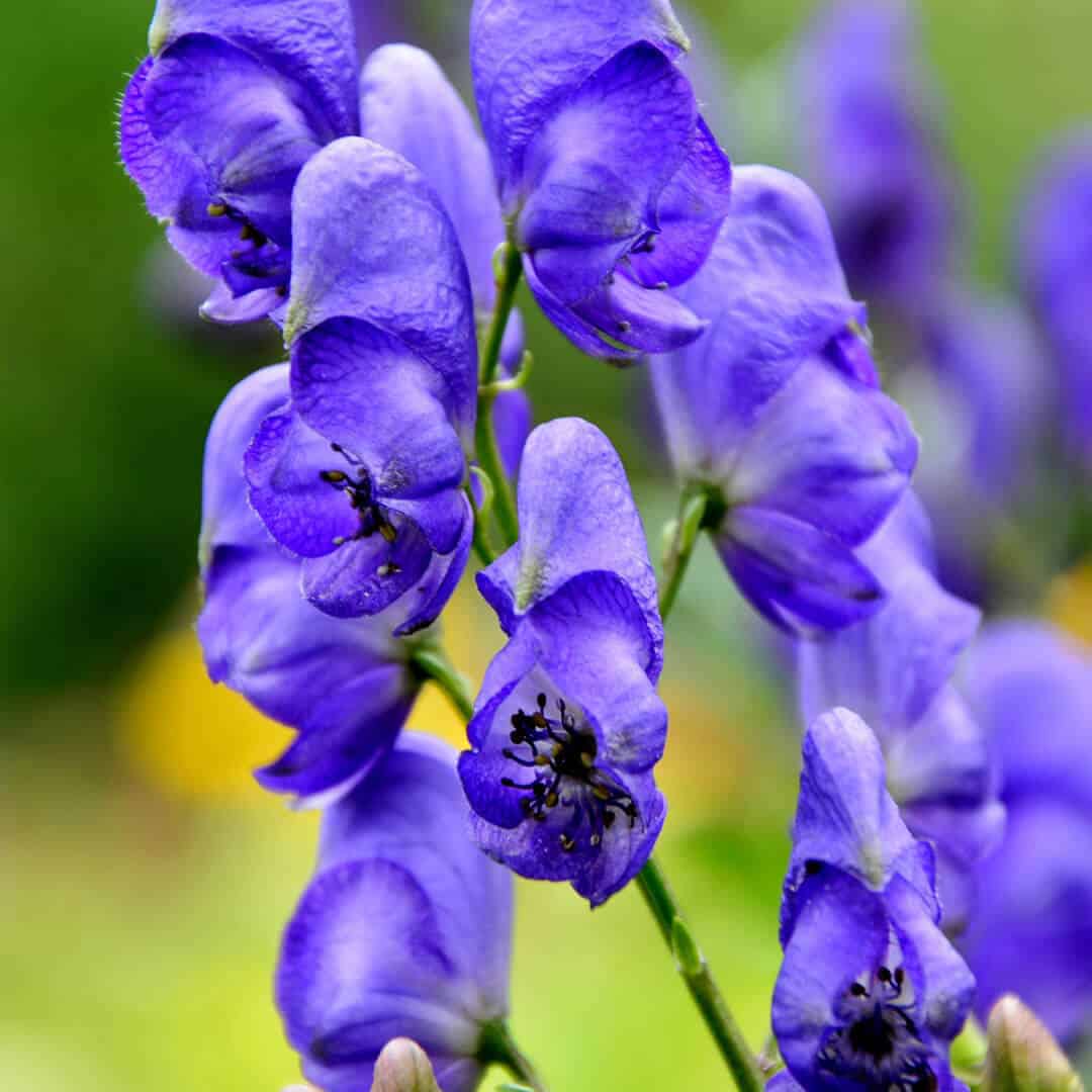 Specimen Spotlight - Frisella Nursery Wholesale